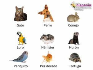 Vocabulario de animales en español: la guía más completa